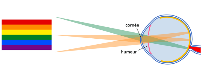 II) L'organe permettant la perception : l'oeil