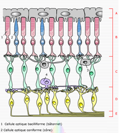 II) L'organe permettant la perception : l'oeil